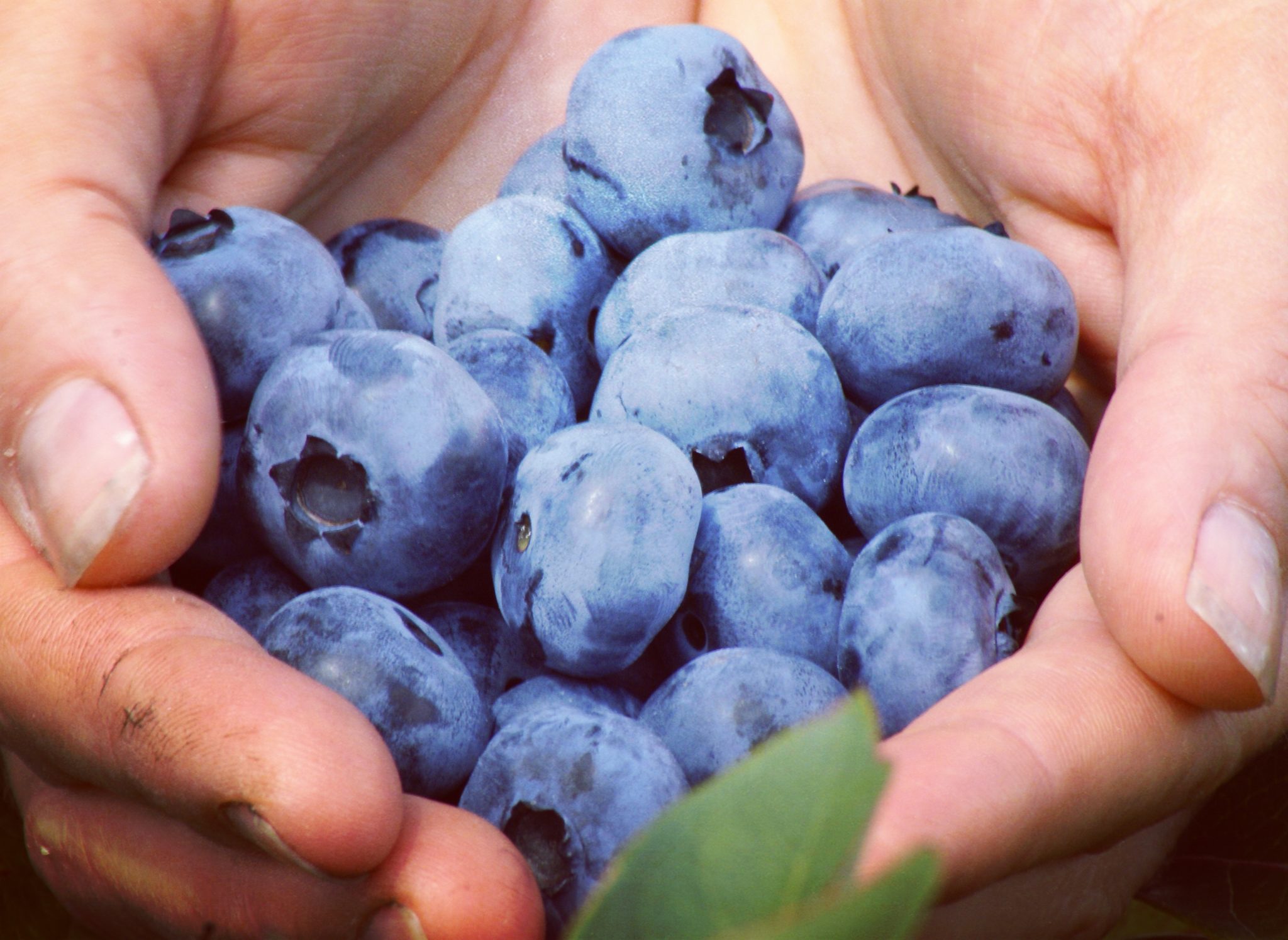 Paradis des Fruits Dunham – LES MIELS NATURELS CHARBONNEAU